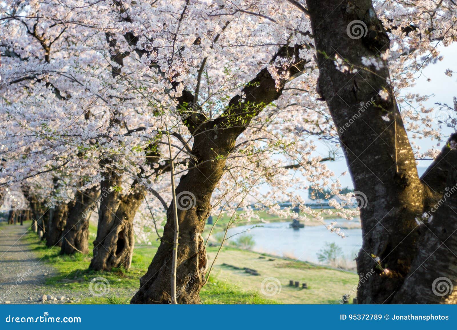 Row of Cherry Trees stock image. Image of garden, destination - 95372789