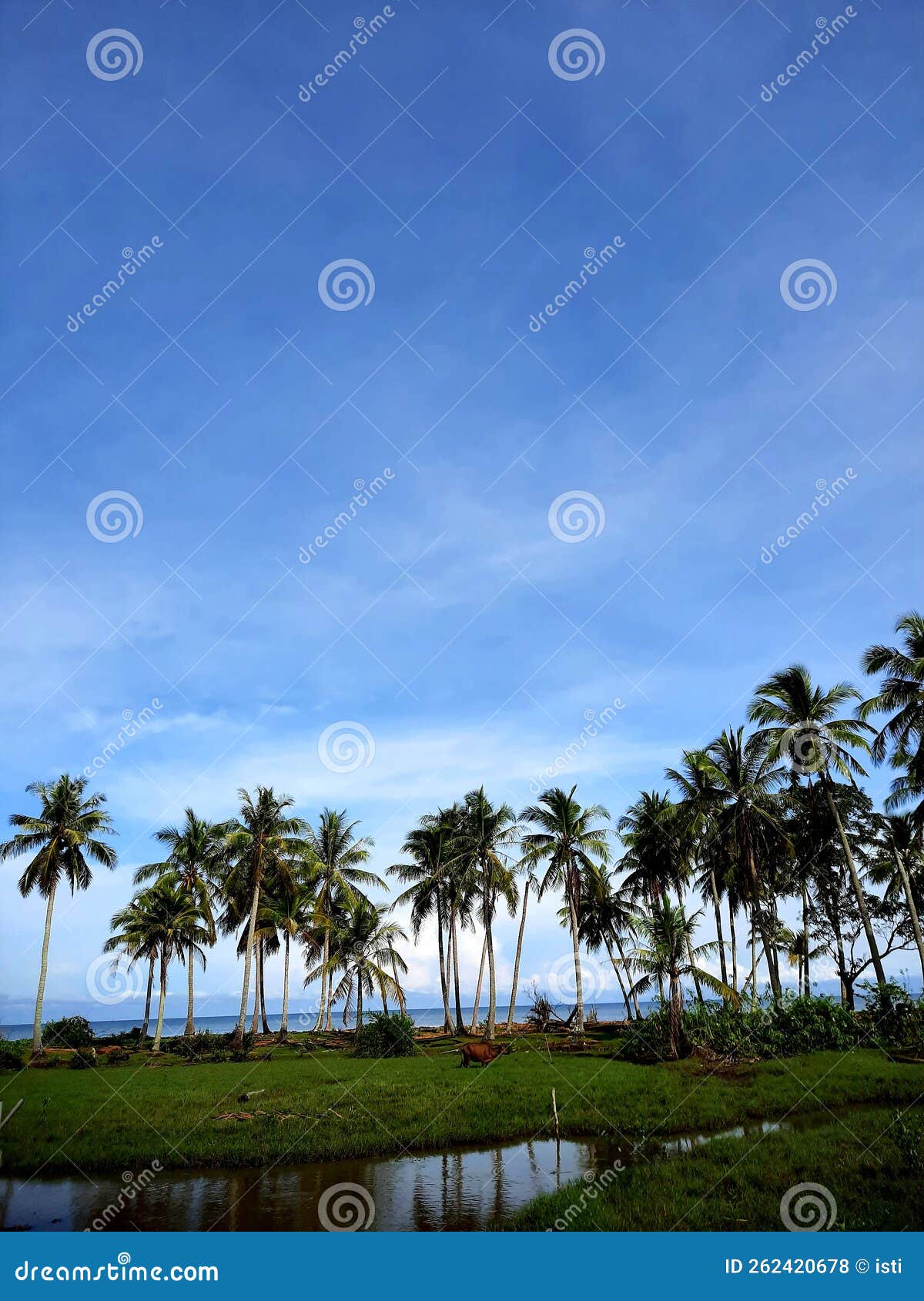 Row of Coconut Trees on the Beach Stock Photo - Image of trees, coconut ...