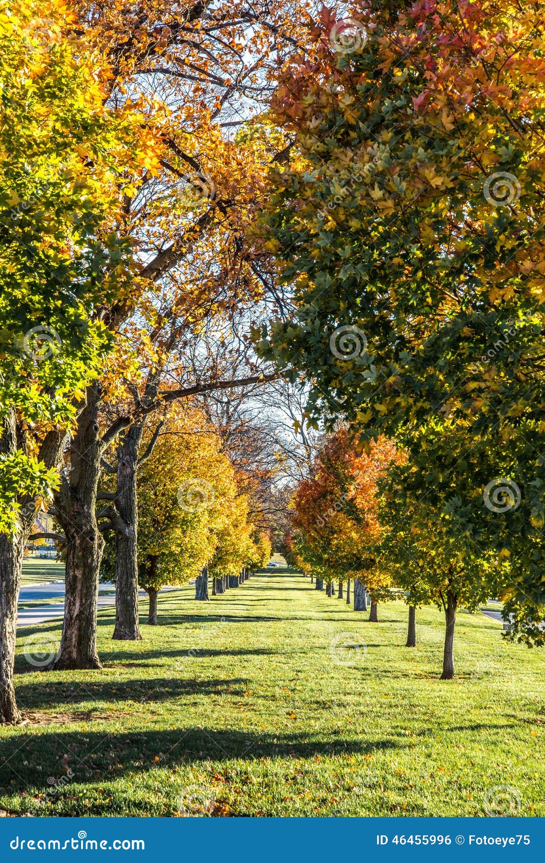 Row of Colored Fall Trees in Autumn Stock Photo - Image of environment ...