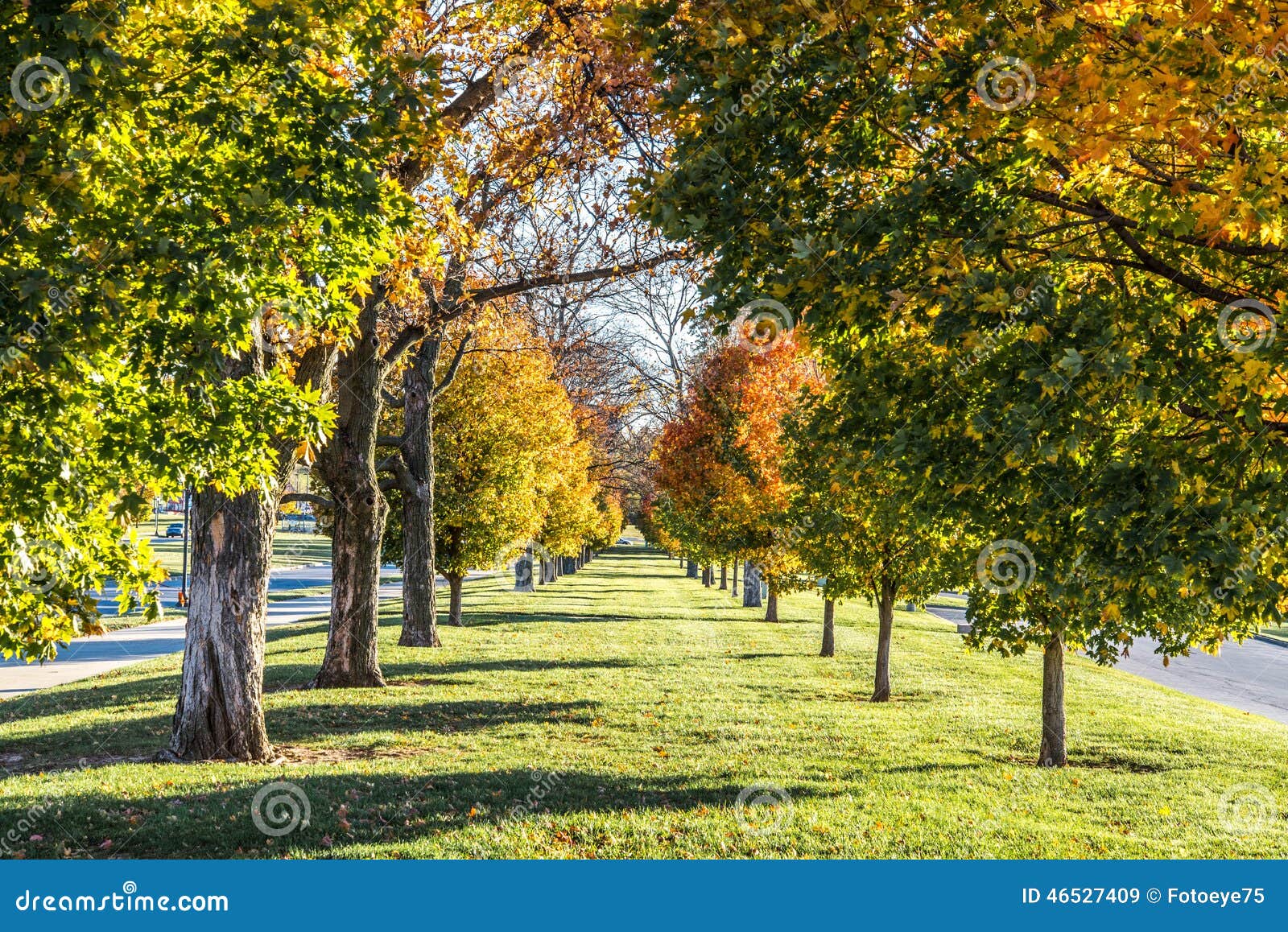 Row of Colored Fall Trees in Autumn Stock Image - Image of wildlife ...
