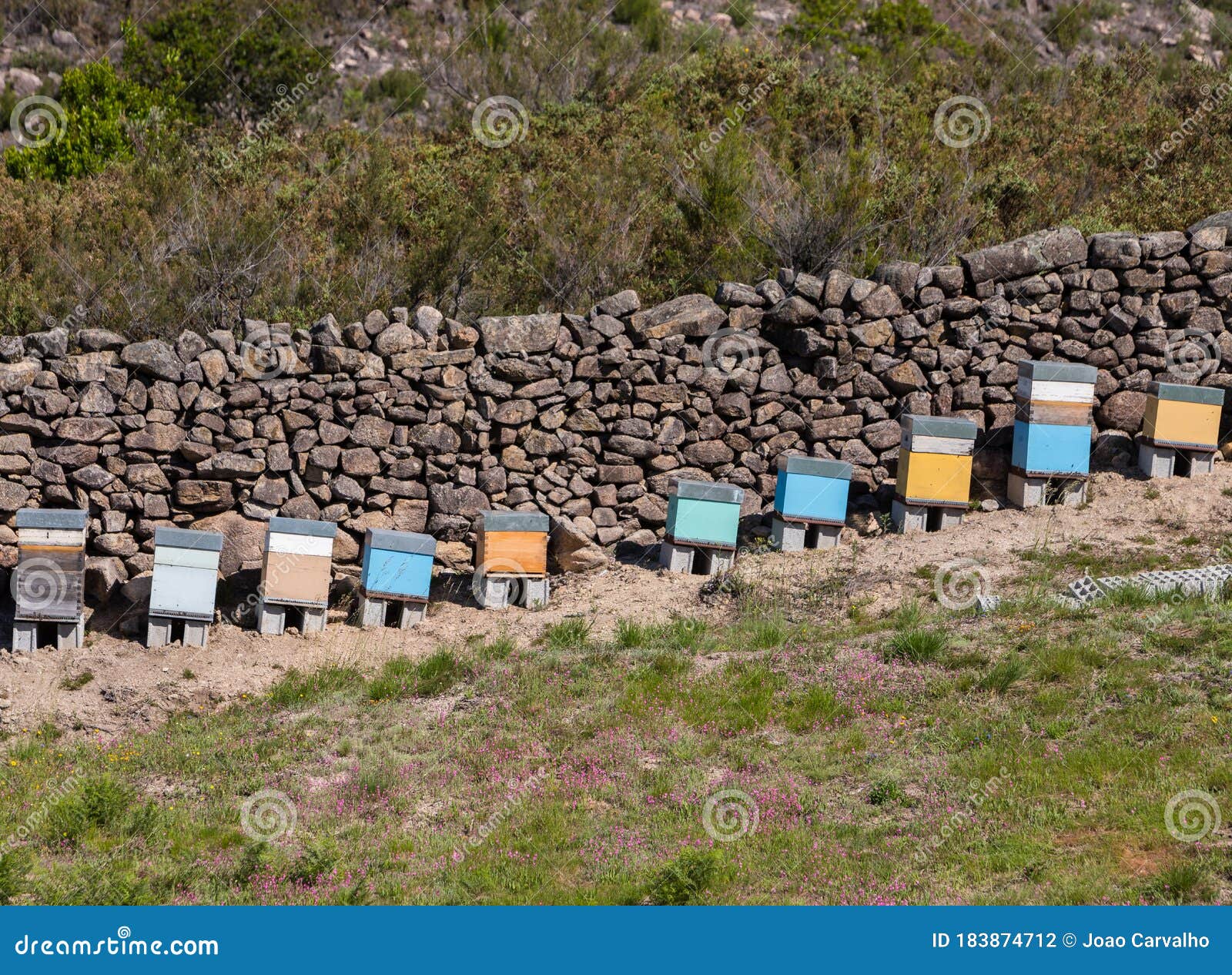 A Row of Colorful Bee Hives in Nature Stock Photo - Image of field ...
