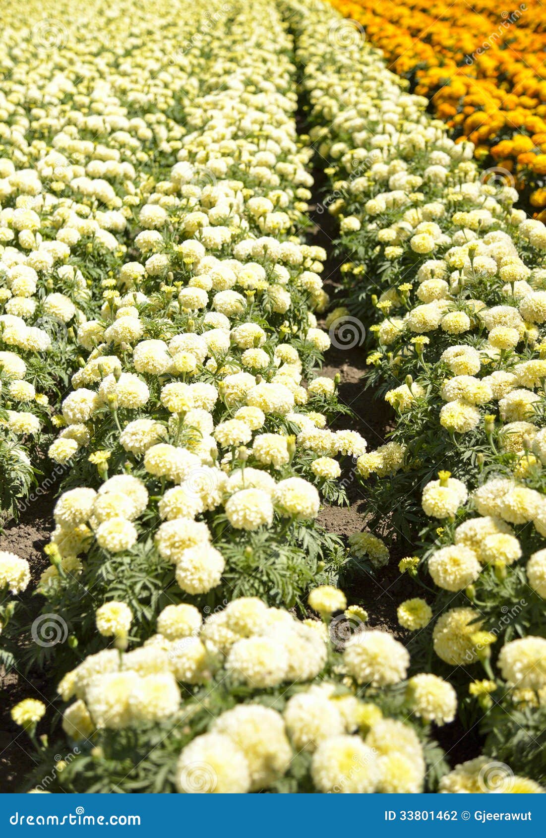 Row of Colorful Flowers with Sunshine Stock Photo - Image of field ...