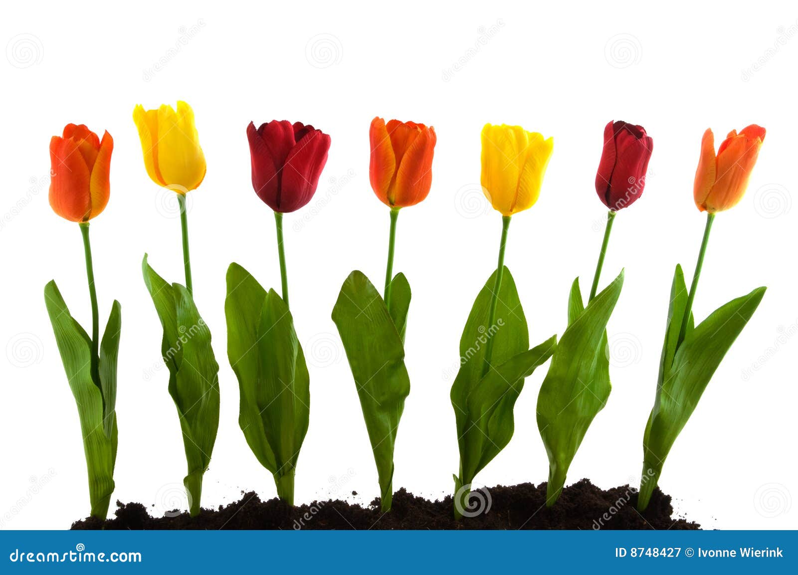 A Row with Colorful Silk Tulips Stock Image - Image of tulips, yellow ...