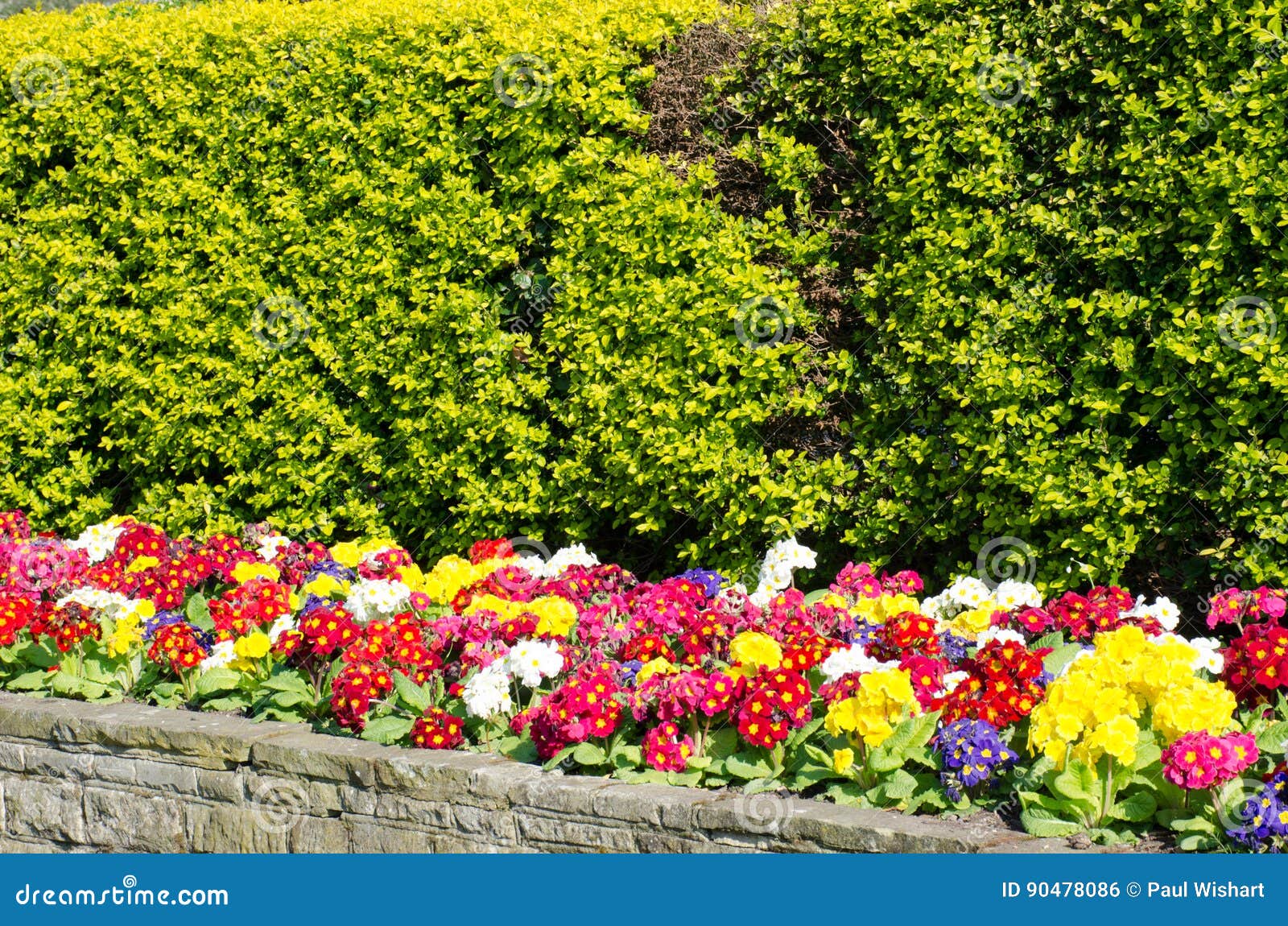 Row of Coloured Primroses Under Hedge Stock Photo - Image of background ...
