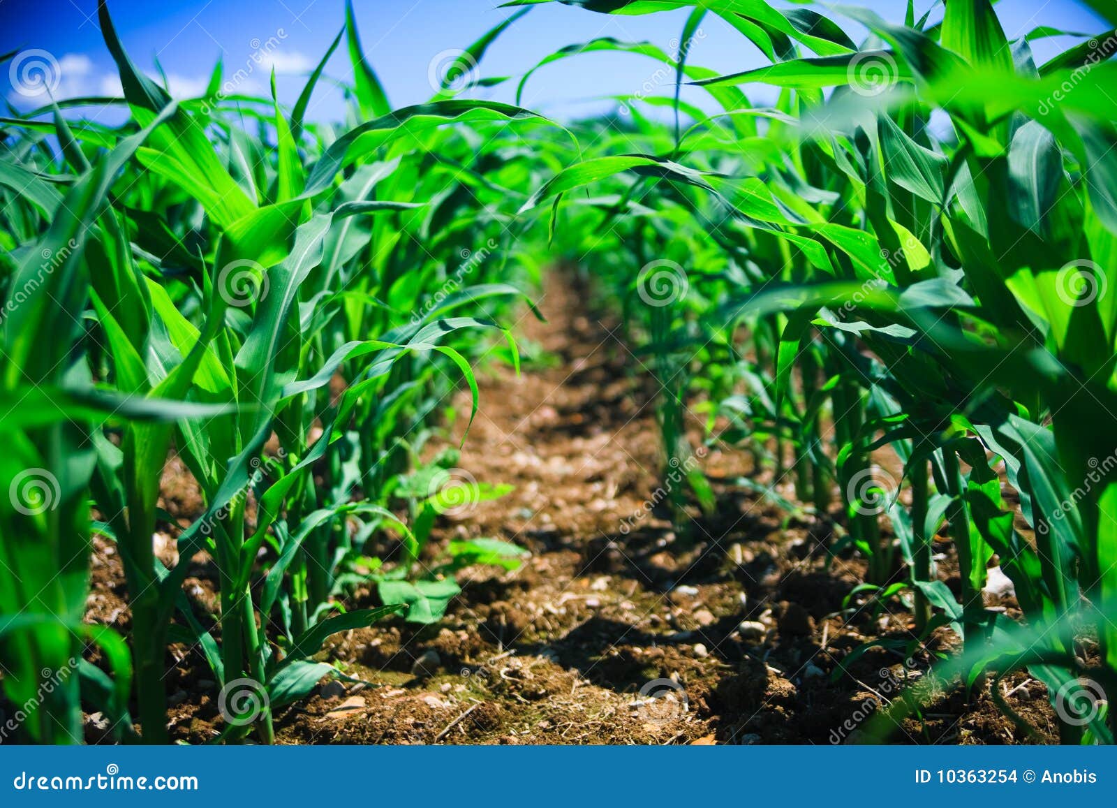Row of corn stock photo. Image of agricultural, country - 10363254