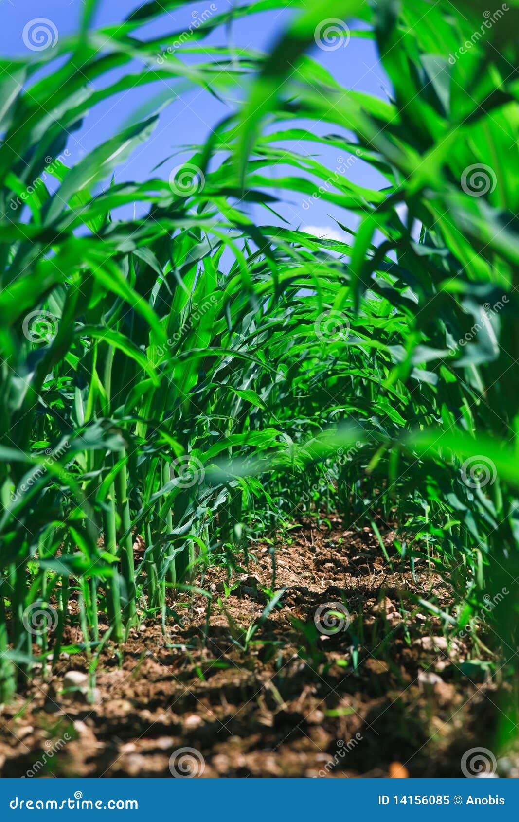 Row of corn stock image. Image of growing, green, agriculture - 14156085