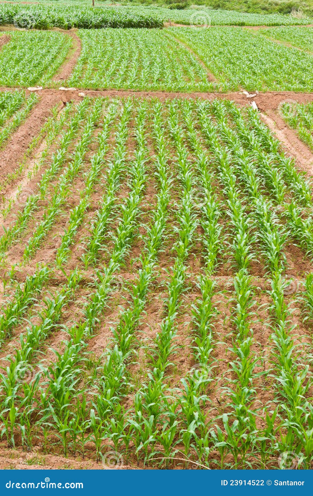 Row of corn stock photo. Image of nature, young, grass - 23914522