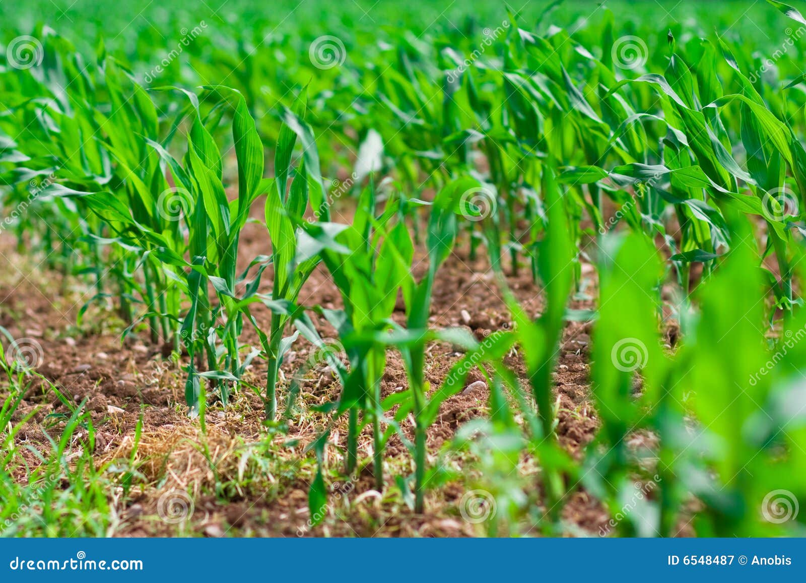 Row of corn stock image. Image of field, dirt, grow, grass - 6548487
