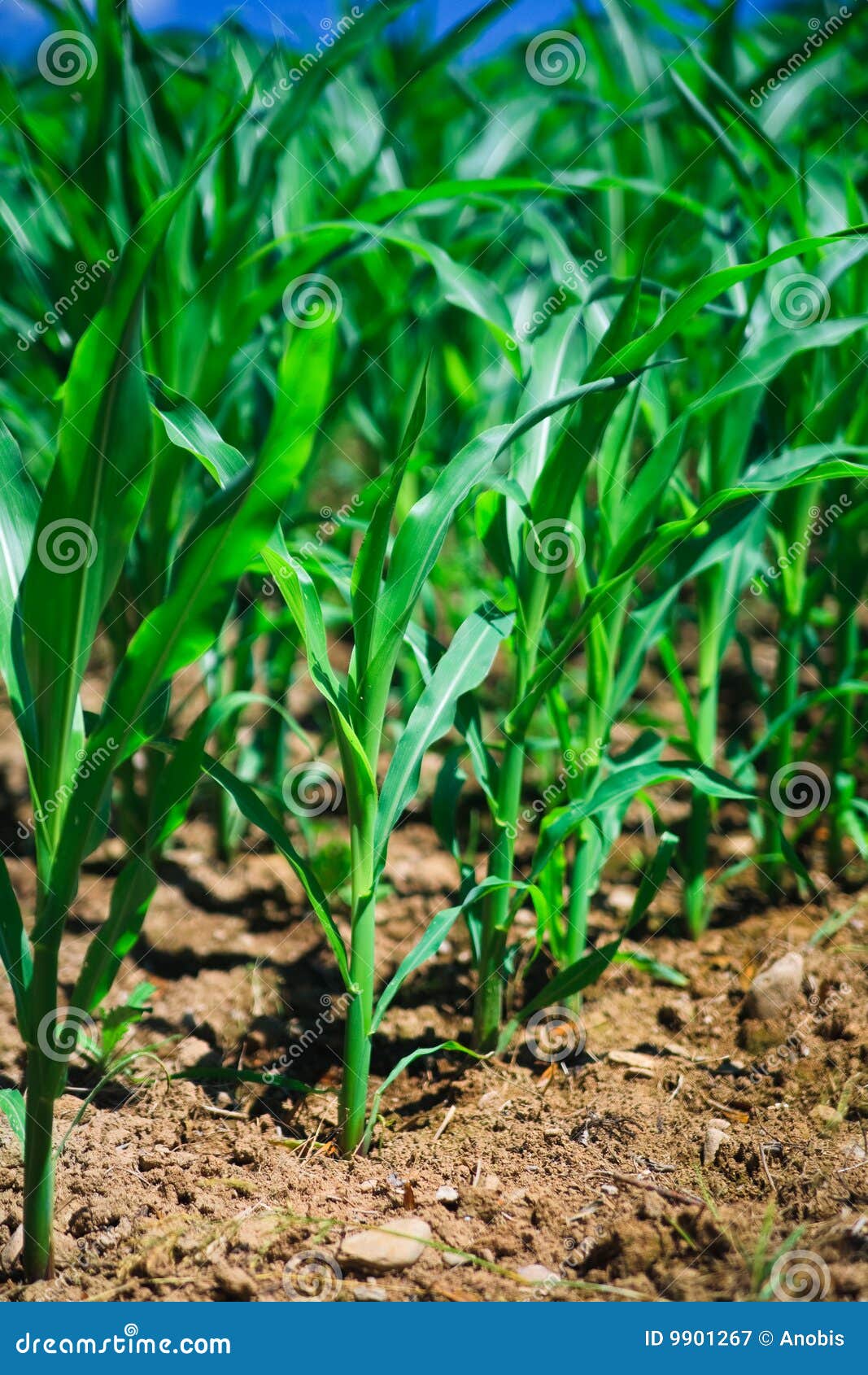 Row of corn stock image. Image of farming, farm, growth - 9901267