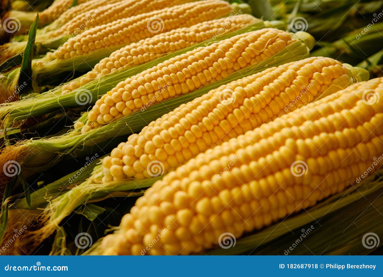 Row of a corn on the cob stock photo. Image of nature - 182687918