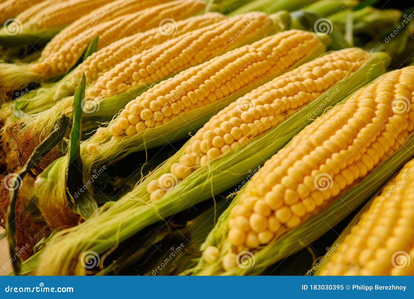 Row of a corn on the cob stock image. Image of crop - 183030395