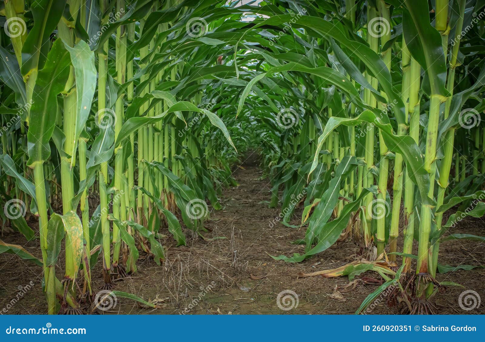 Cornstalk Tunnel stock image. Image of dirt, garden - 260920351