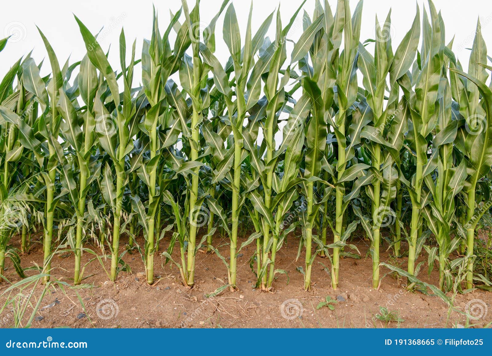 Row of corn stock image. Image of beginning, agriculture - 191368665