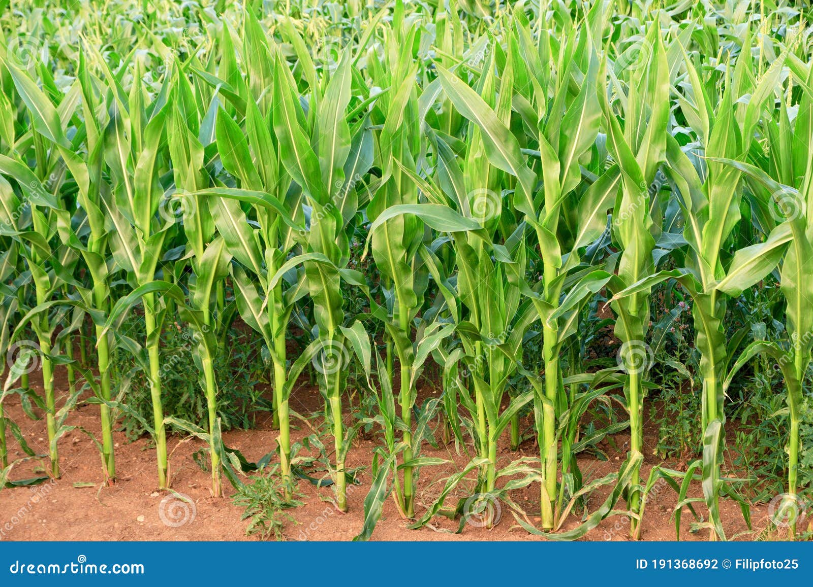Row of corn stock photo. Image of agricultural, agriculture - 191368692