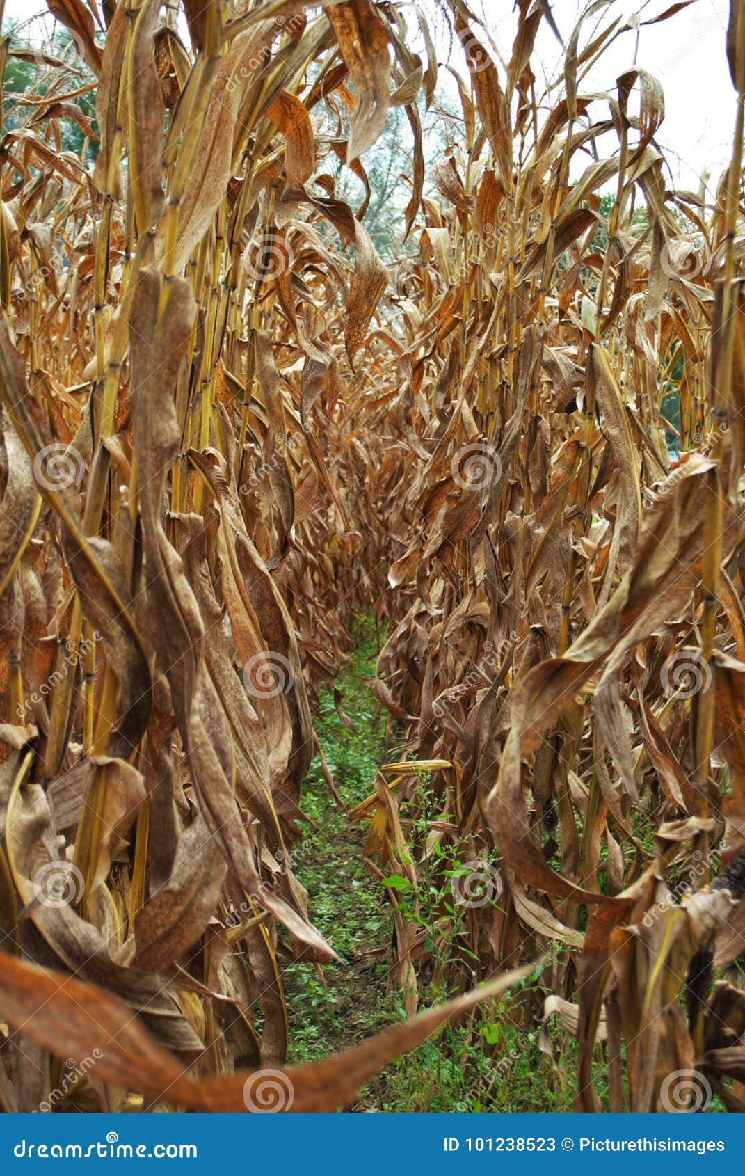 Row of corn stock image. Image of crop, agriculture - 101238523