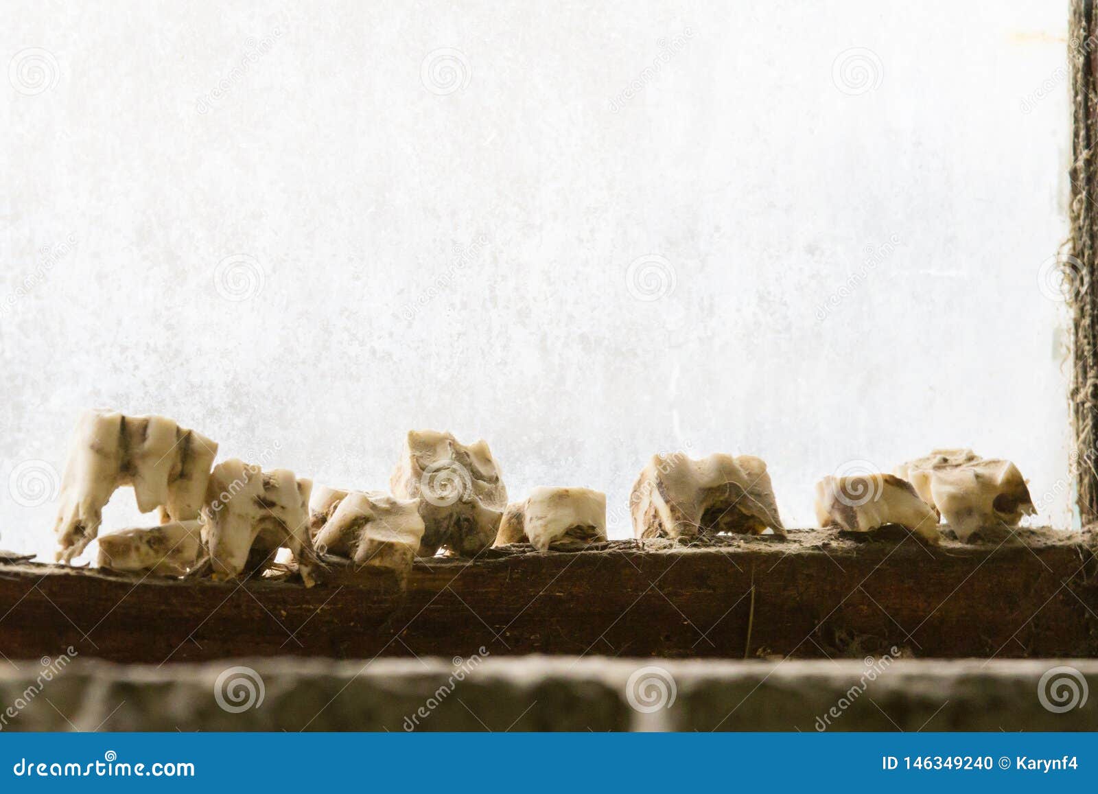 Row of Cow Teeth on a Window Ledge Viewed from Inside a Window Stock ...