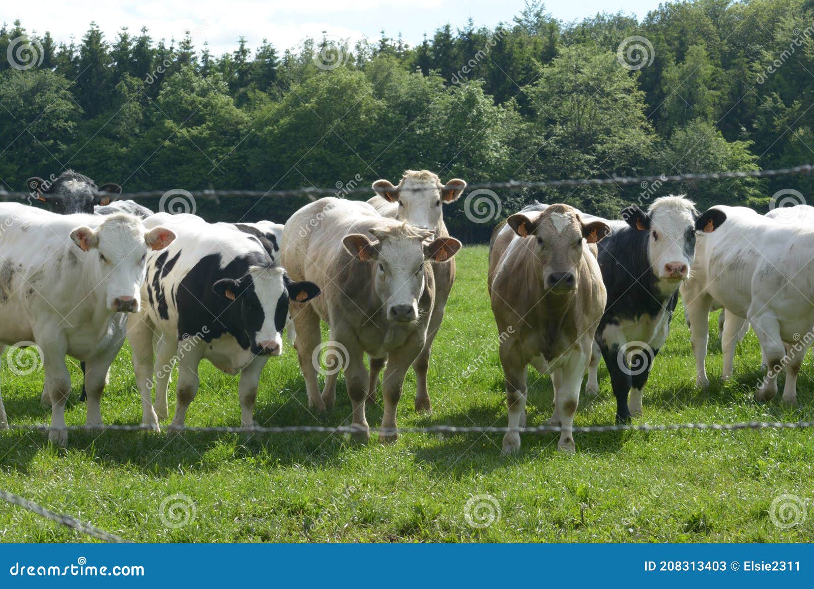 Row of cows stock image. Image of grass, summer, belgium - 208313403