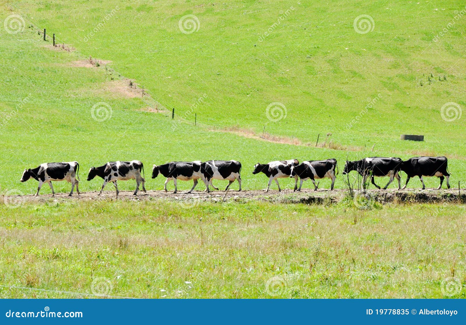 Row of cows, New Zealand stock image. Image of spring - 19778835 Row of cows, New Zealand stock image. Image of spring - 19778835