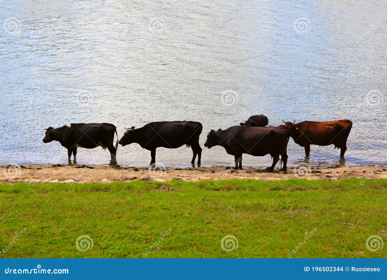 Row of cows stock photo. Image of black, calf, rural - 196502344