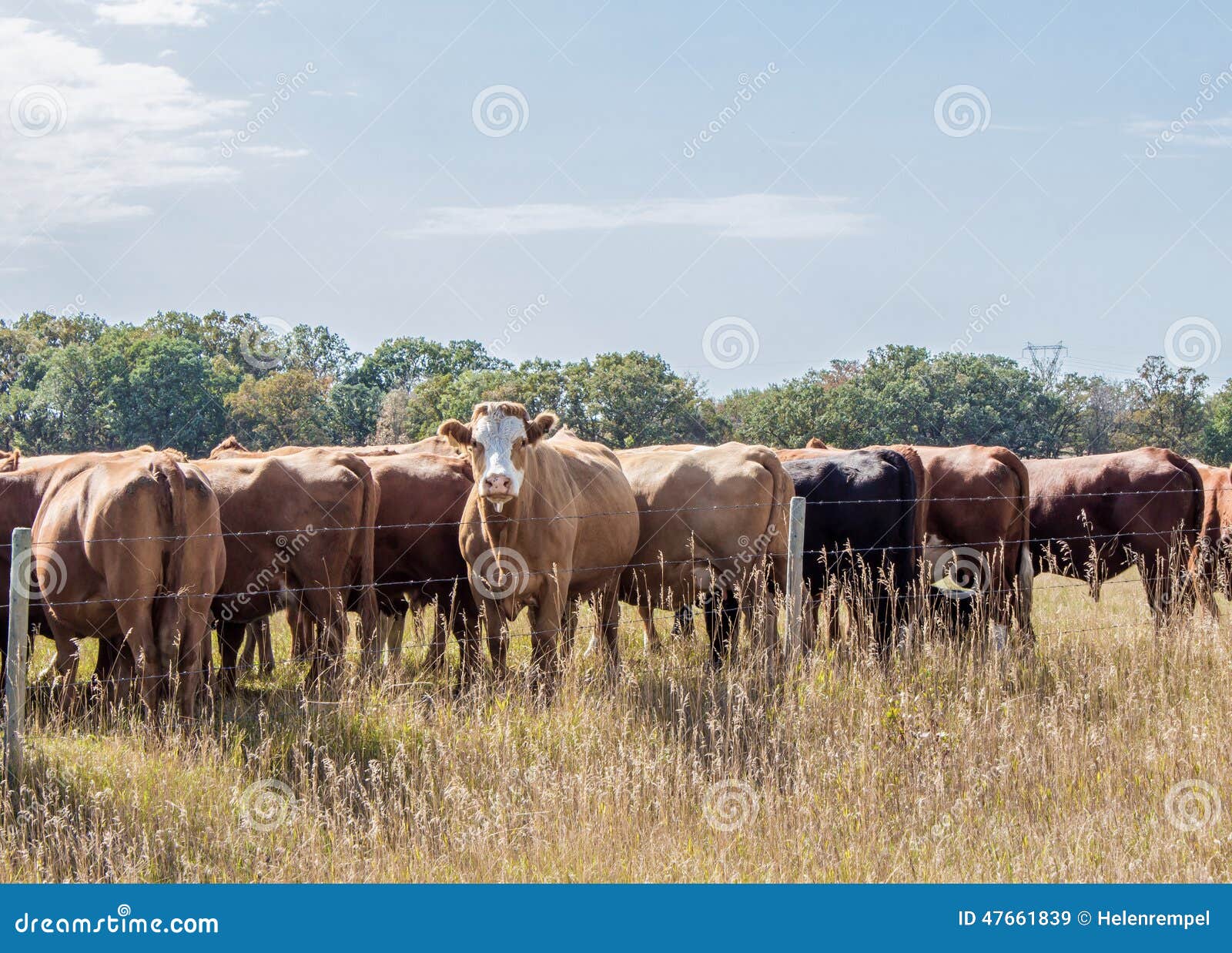 A Row of Cows with Their Rumps Facing Camera Except One Cow in the ...