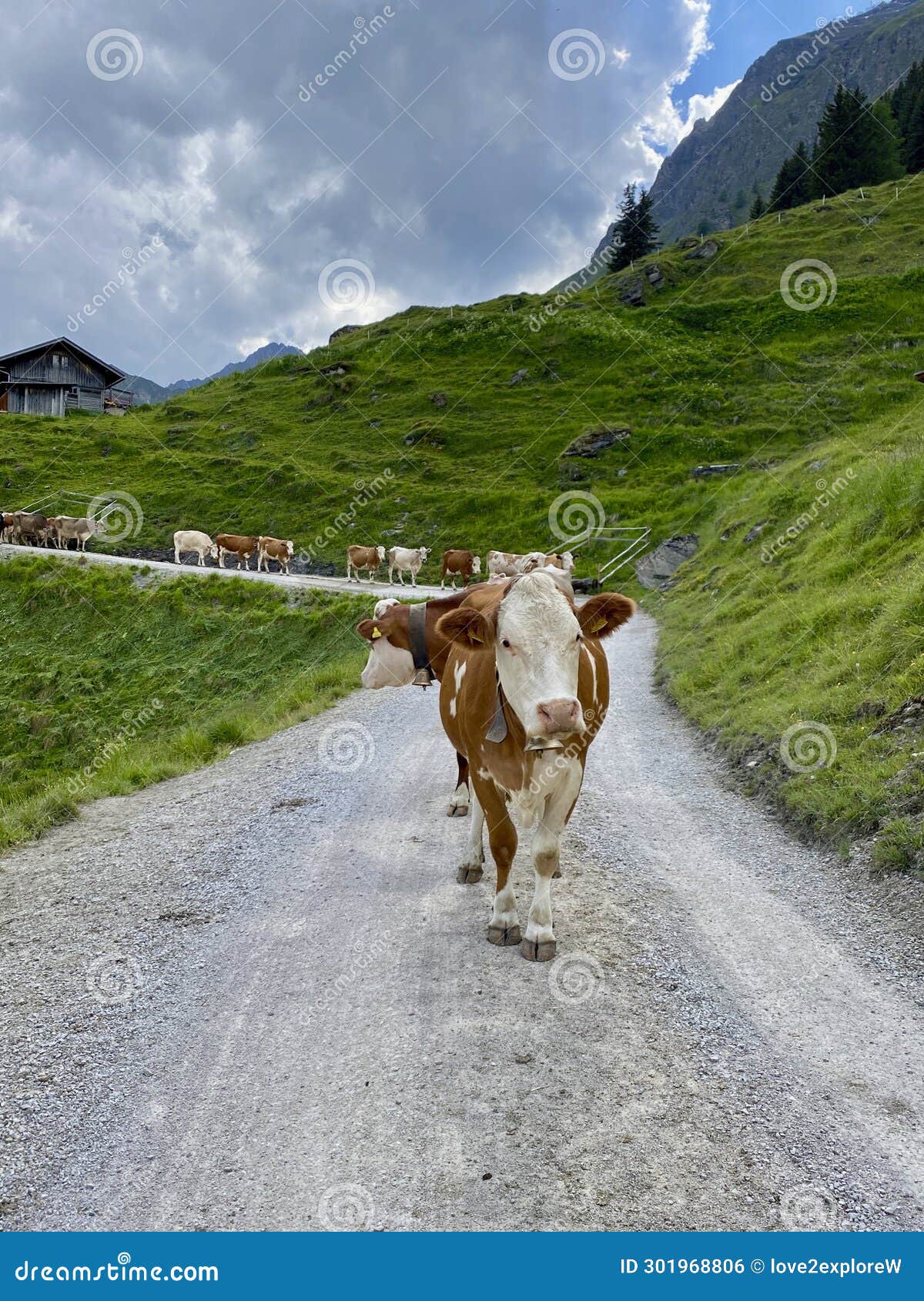 Row of Cows Walking Down a Path from the Pasture To the Stables Stock ...