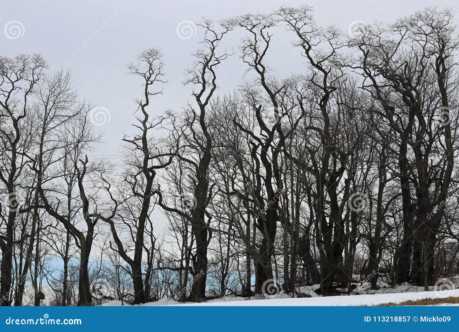 Crooked and curving trees stock image. Image of limbs - 113218857