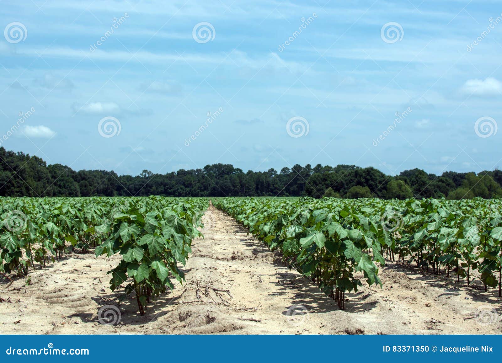 Row crops cotton field stock photo. Image of dirt, mississippi - 83371350