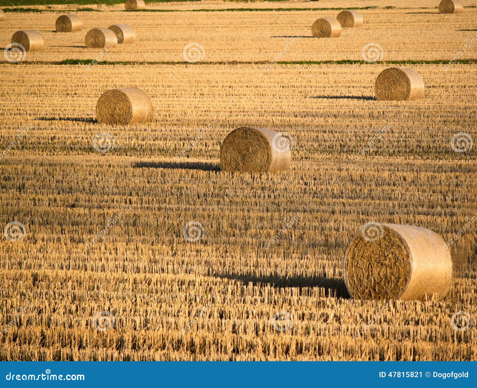 Row crops stock image. Image of catch, agricultural, crop - 47815821