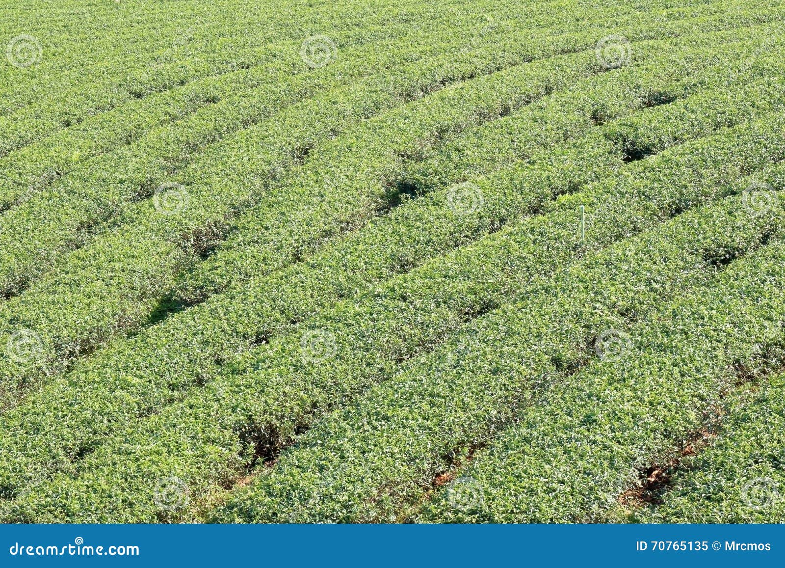 Row of Crowd Tea Bushes in Tea Plantations. Stock Image - Image of grow ...