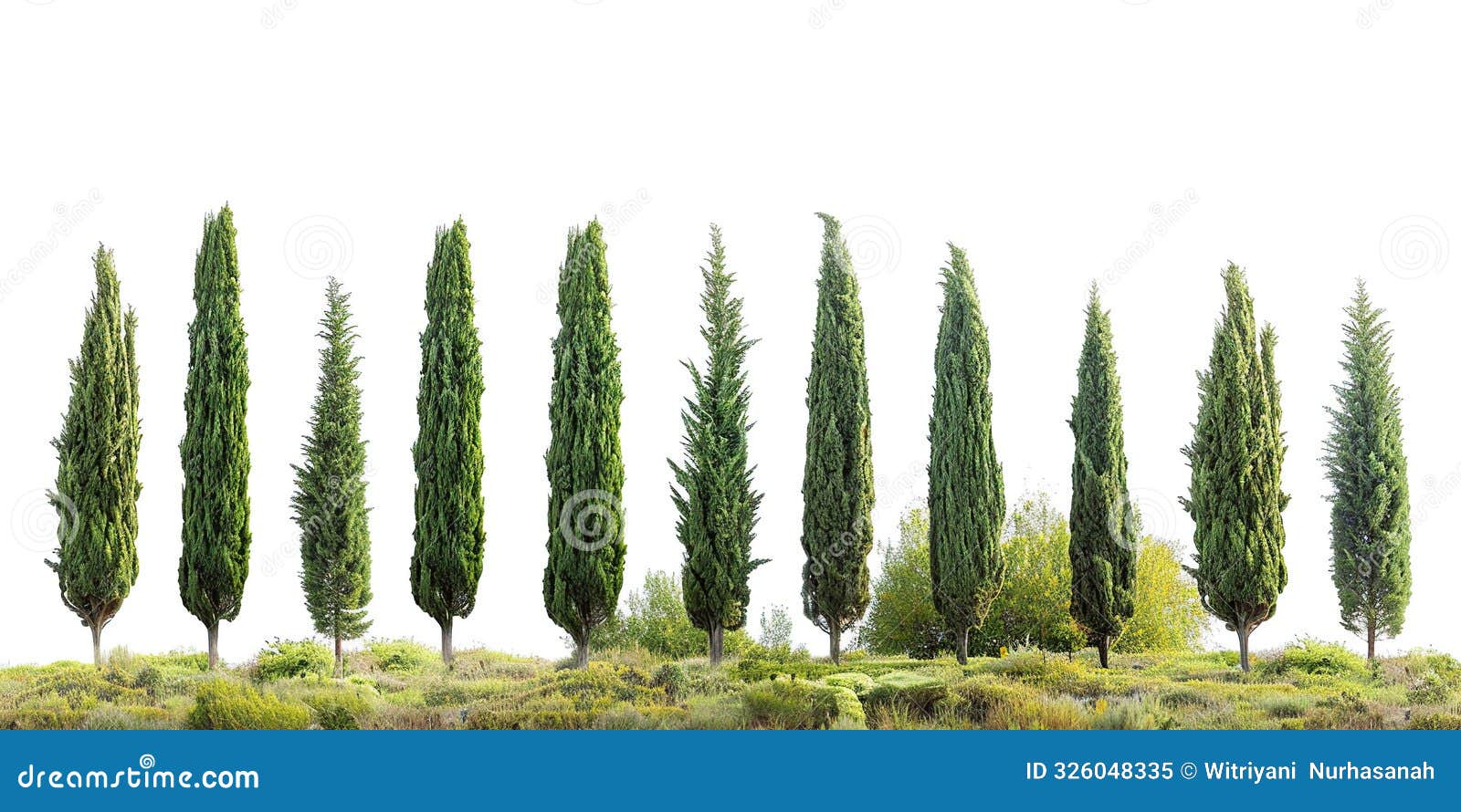 Row of Cypress Trees Against White Background Stock Illustration ...
