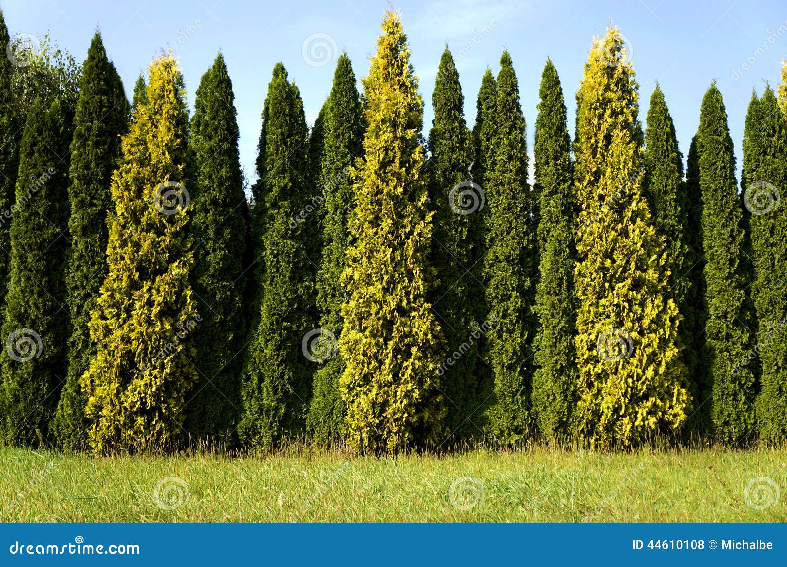 Row of cypresses stock photo. Image of view, border, gardening - 44610108
