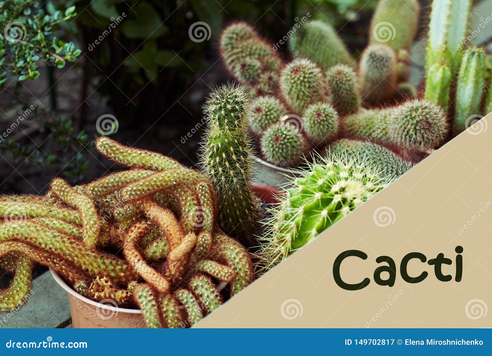 The Row of Different Cacti with Copy Space Word Cacti. Stock Image ...