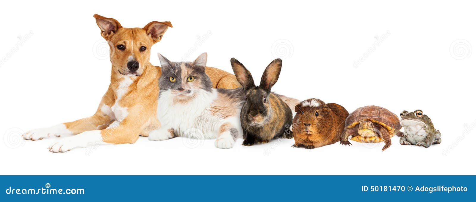 Row Of Domestic Pets Stock Photo - Image: 50181470 Row Of Domestic Pets Stock Photo - Image: 50181470