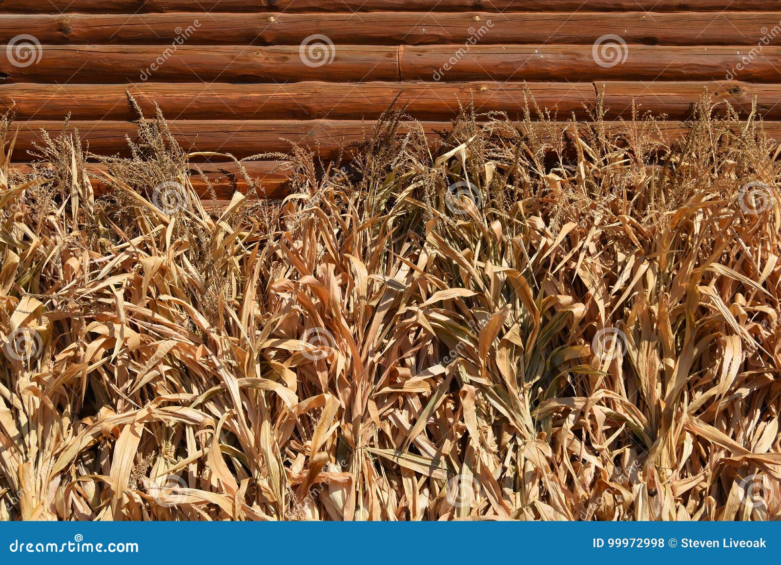 Row of Dried Corn Stalks - Background Stock Photo - Image of autumn ...