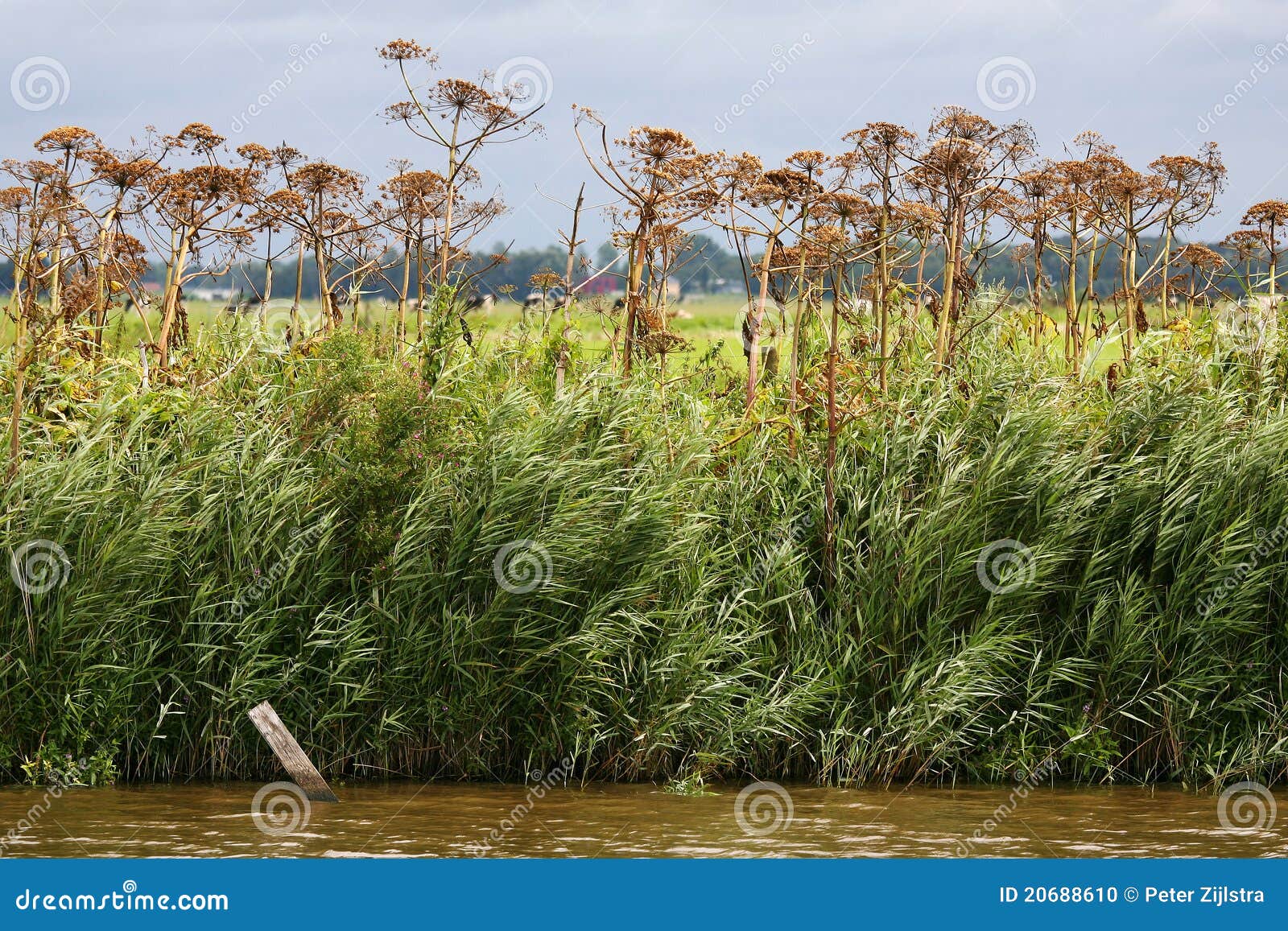 Row of Dried Out Hog Weed (Heracleum Sphondylium) Stock Photo - Image ...