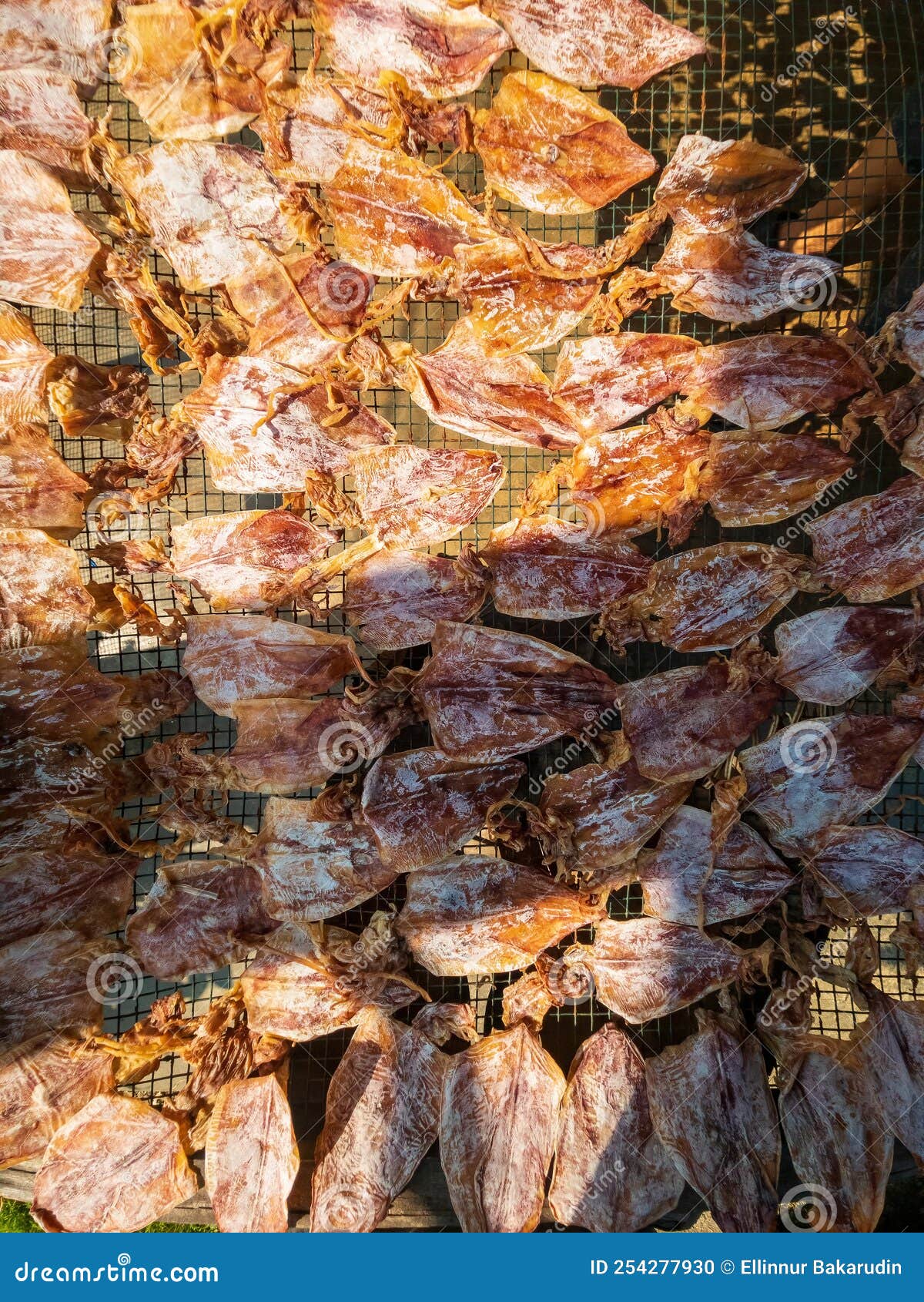 Row of Dried Squid Drying Under the Hot Sun Stock Photo - Image of ...