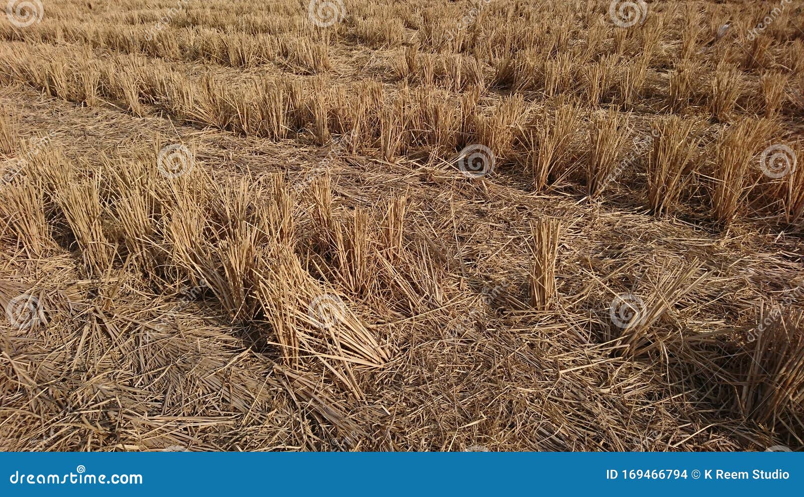A Row of Dried Straw Pieces that are Falling Apart Stock Photo - Image ...