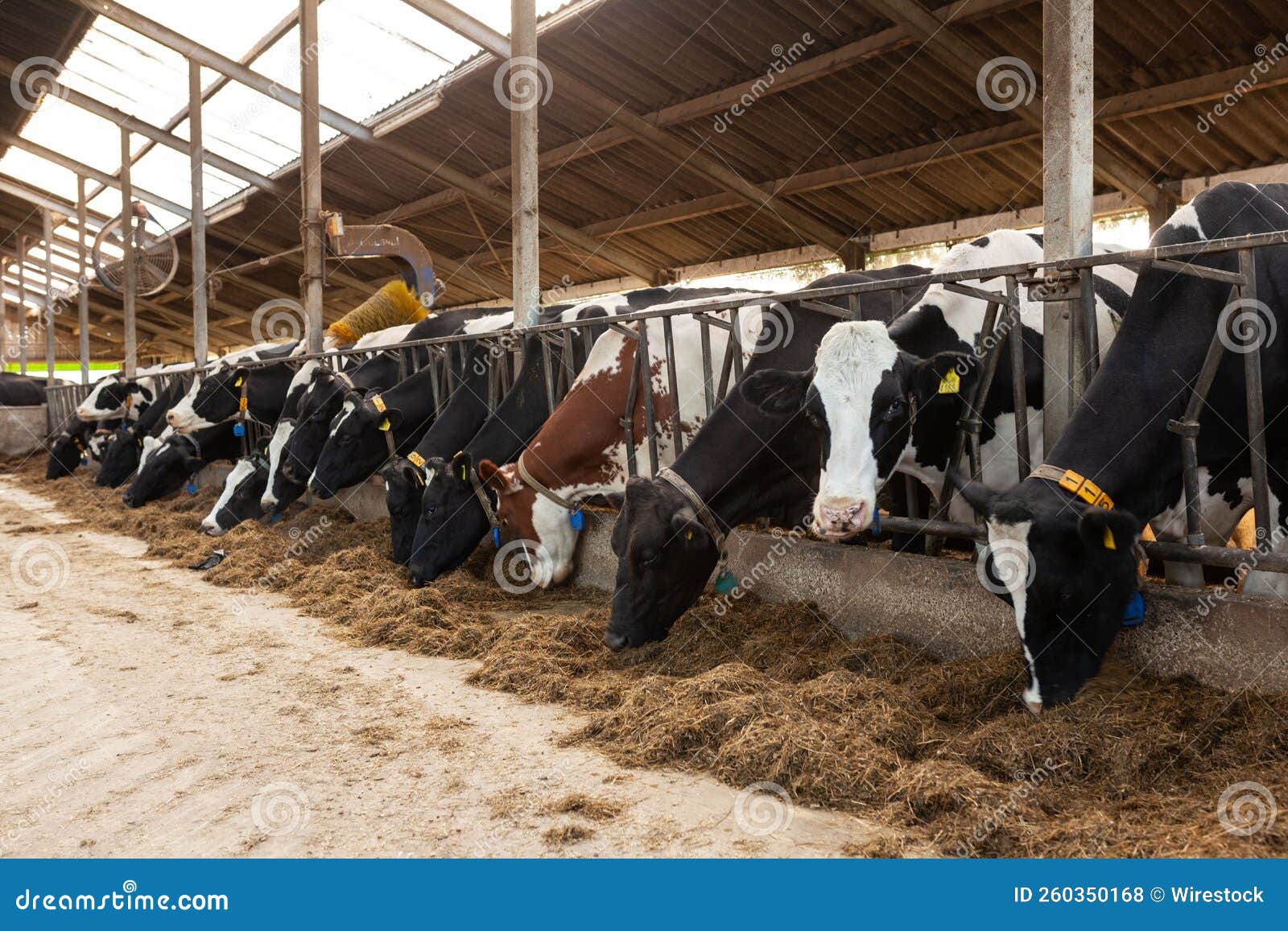 Row of Dutch Cows Eating Hay in a Barn Stock Photo - Image of cows ...