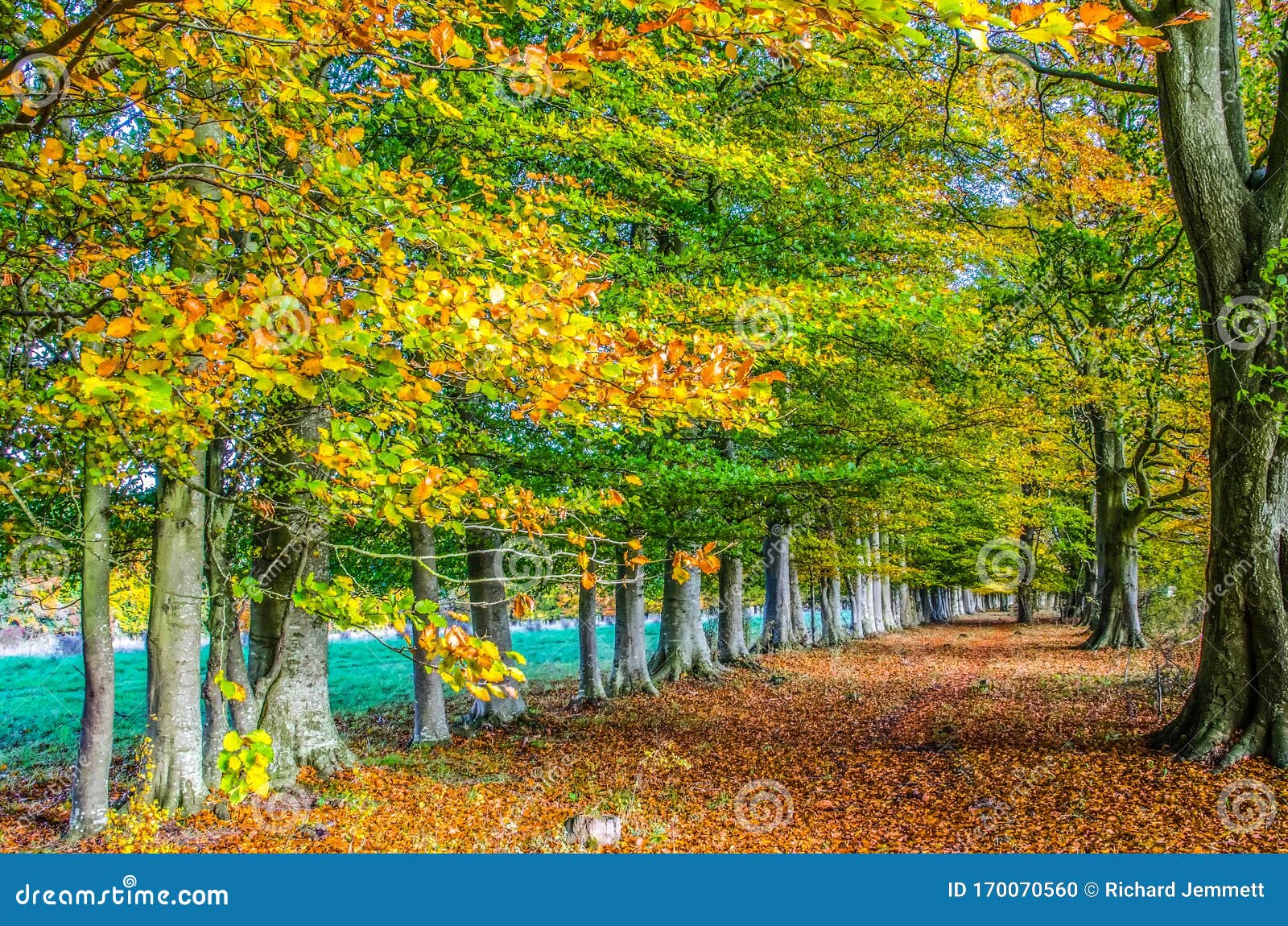 Row of English Beech Trees in Autumn Stock Photo - Image of ecology ...