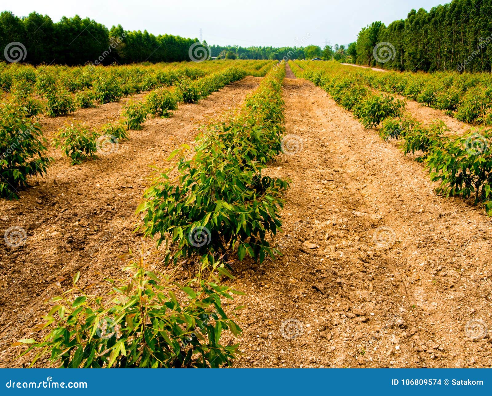 Row of Eucalyptus Tree in the Farm Stock Photo - Image of forest, plant ...