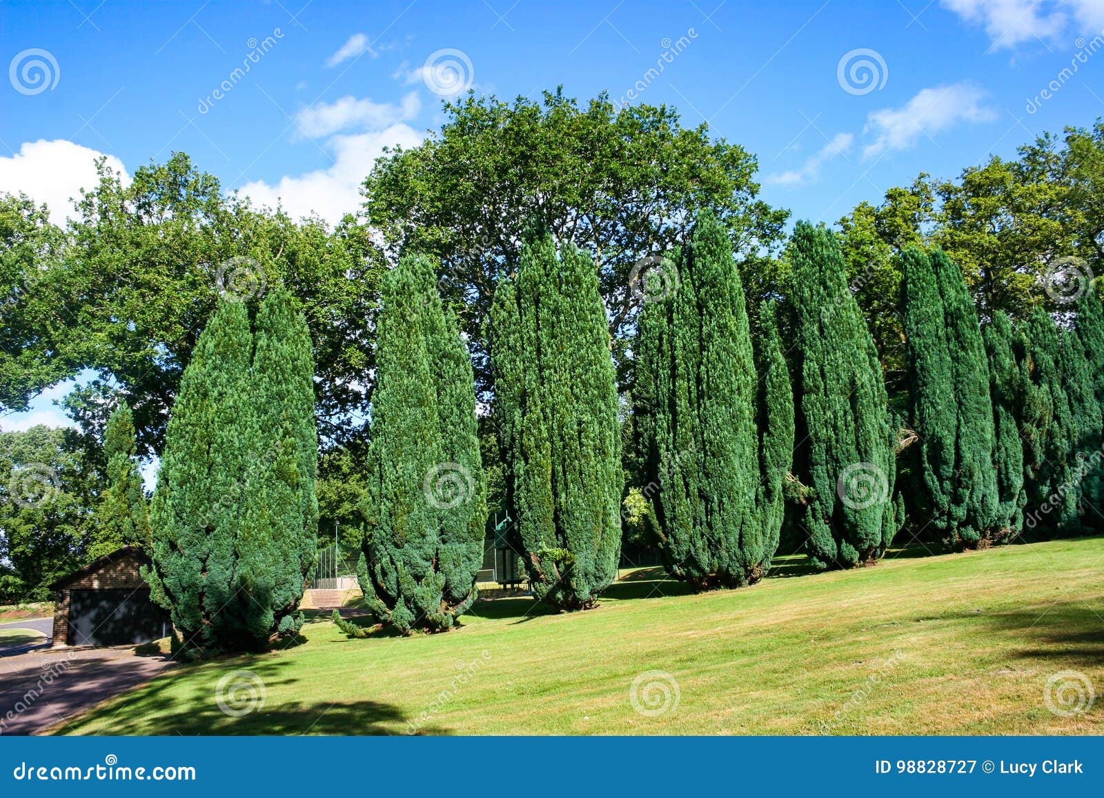 Conifer Trees stock image. Image of nature, coniferous - 98828727