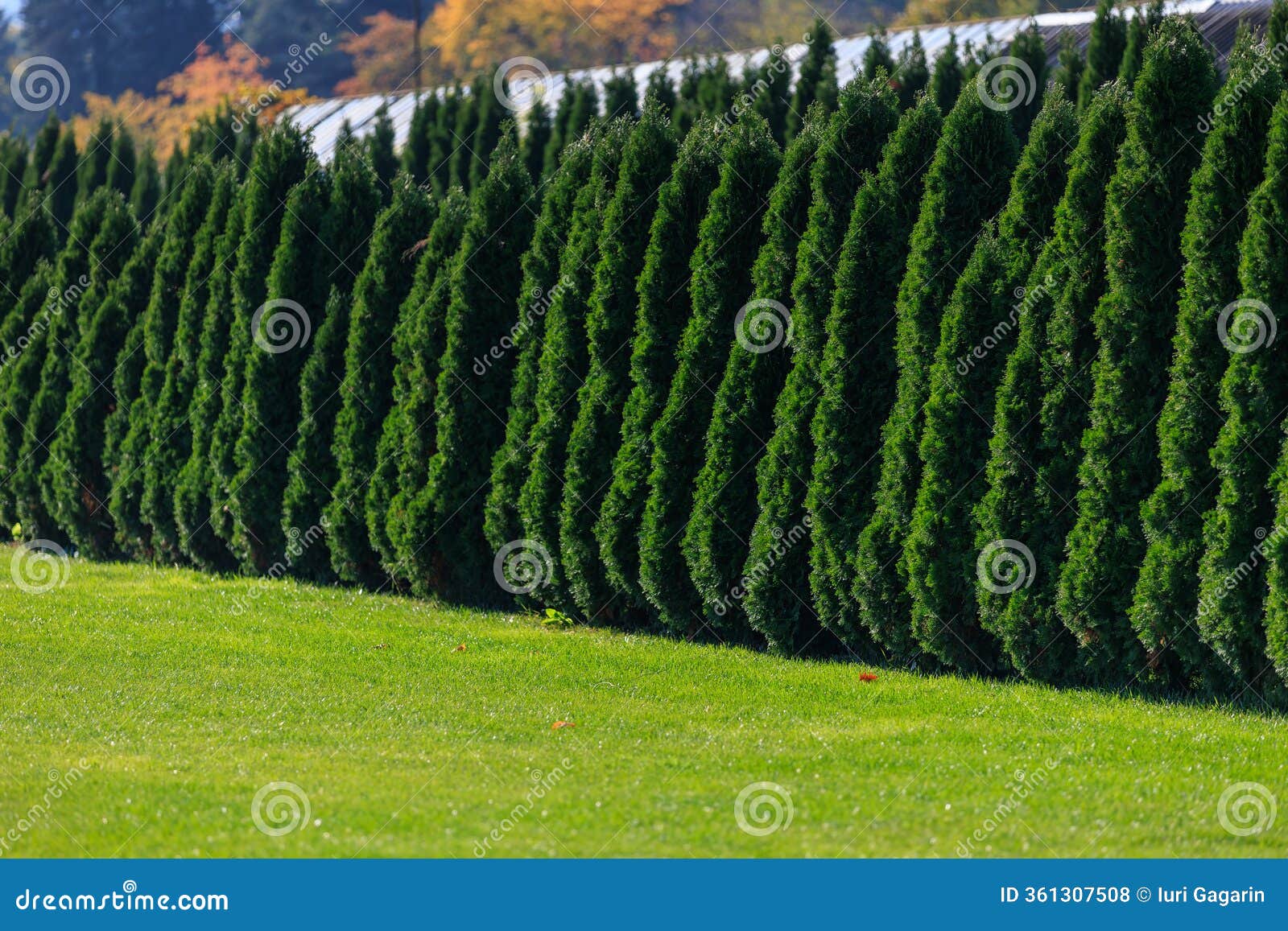 A Row of Evergreen Trees with Green Leaves Stock Photo - Image of ...