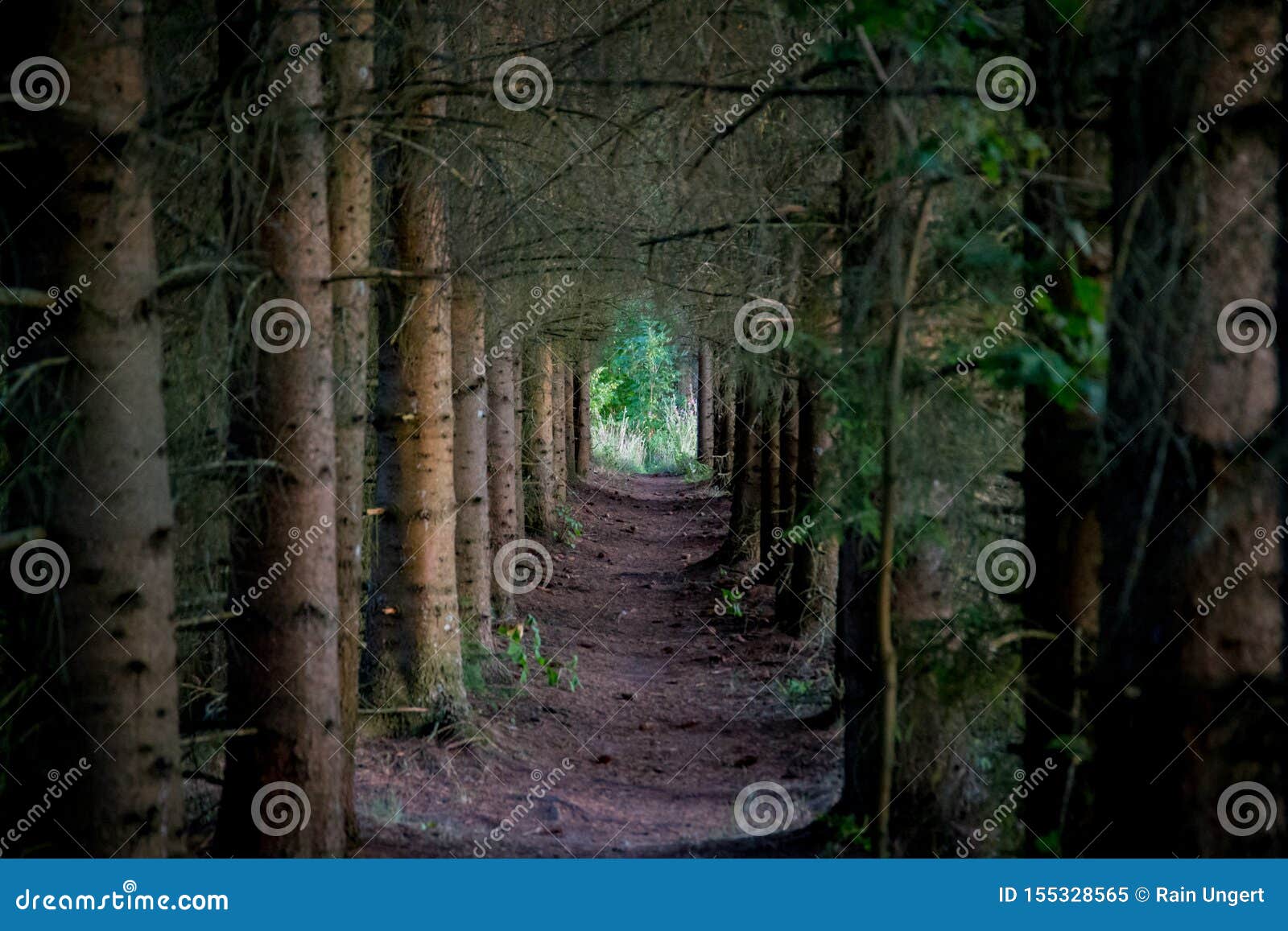 Row of evergreen trees stock image. Image of path, landscape - 155328565