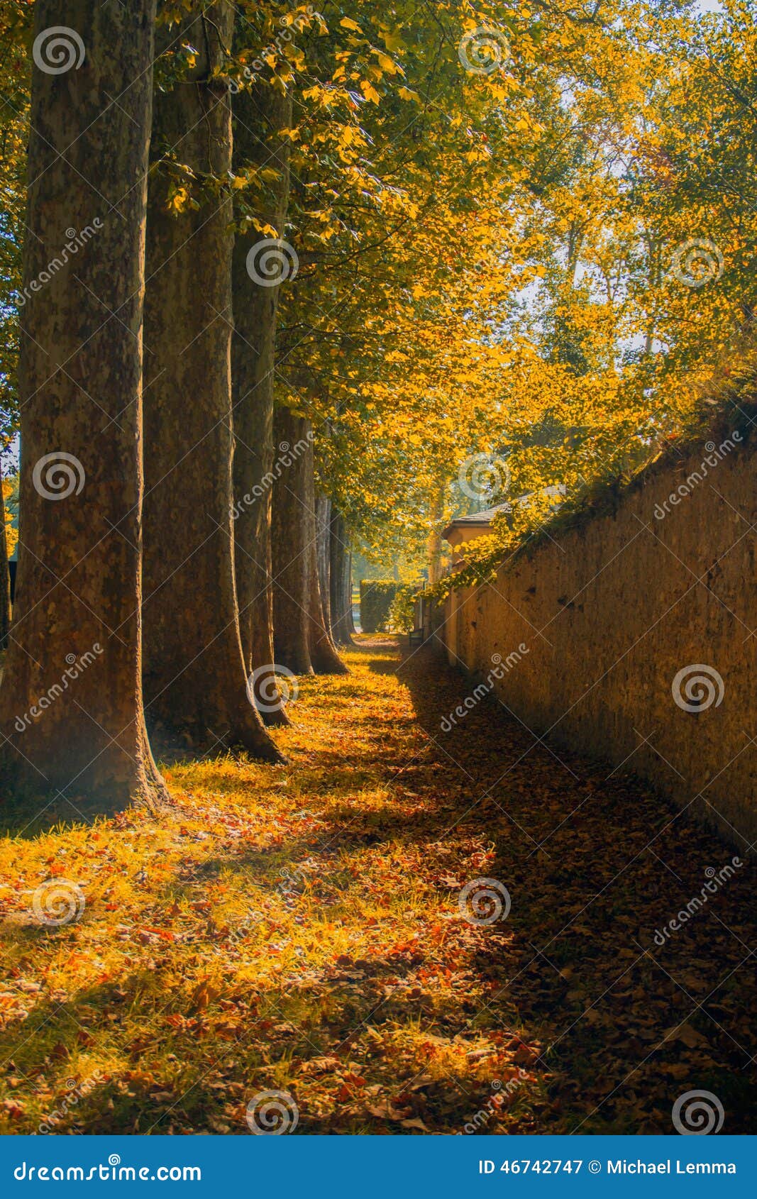 Row of fall trees stock image. Image of colorful, hues - 46742747