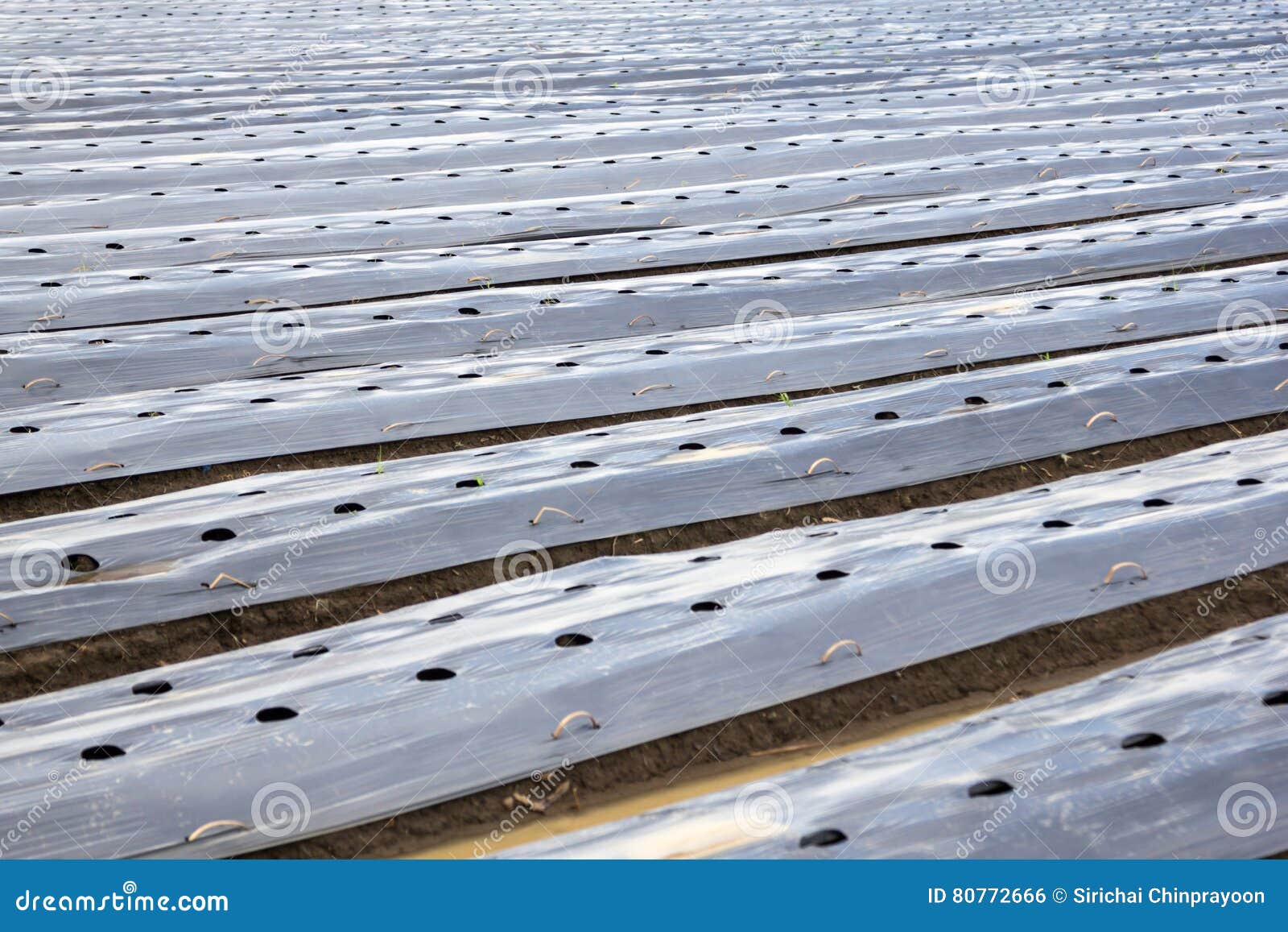 Row of Field Mulching with Plastic Film Stock Photo - Image of mulch ...