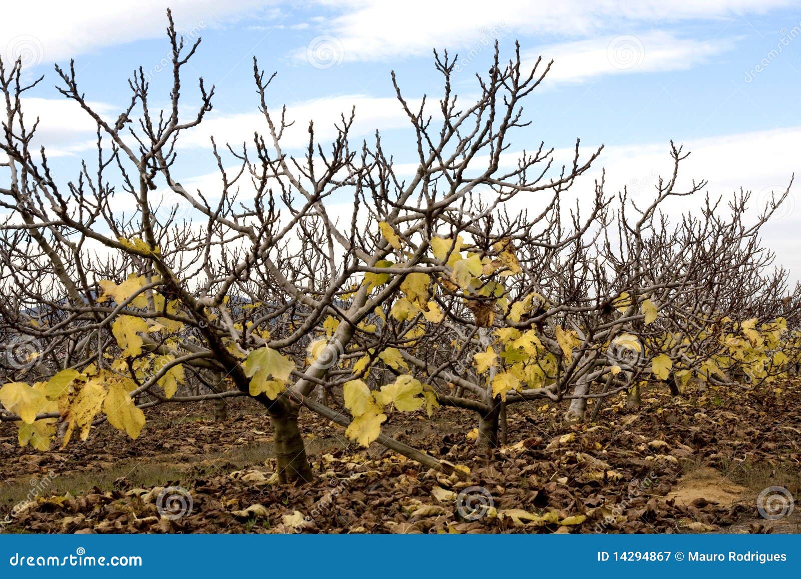 Row of fig trees stock image. Image of leafs, leaves - 14294867