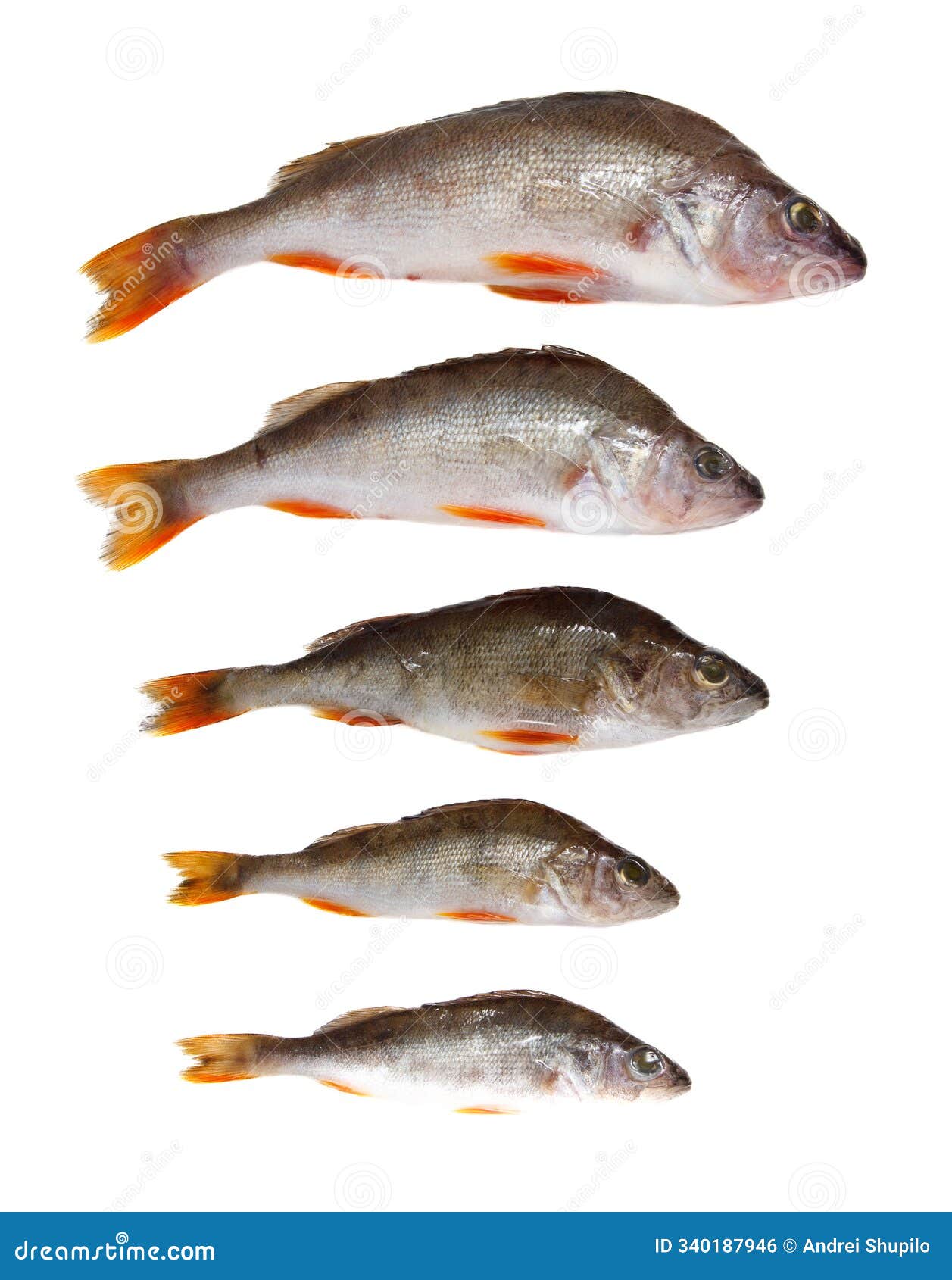 A Row of Fish with the First One Being the Largest Stock Photo - Image ...