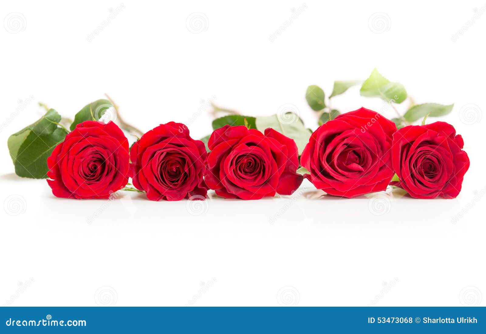 Row of Five Roses on White Background Stock Photo - Image of horizontal ...