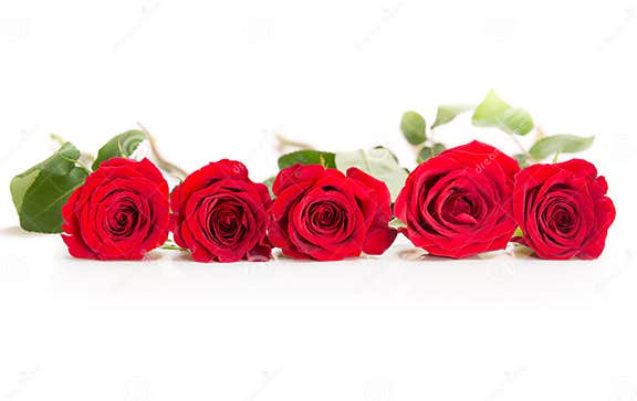 Row of Five Roses on White Background Stock Photo - Image of horizontal ...