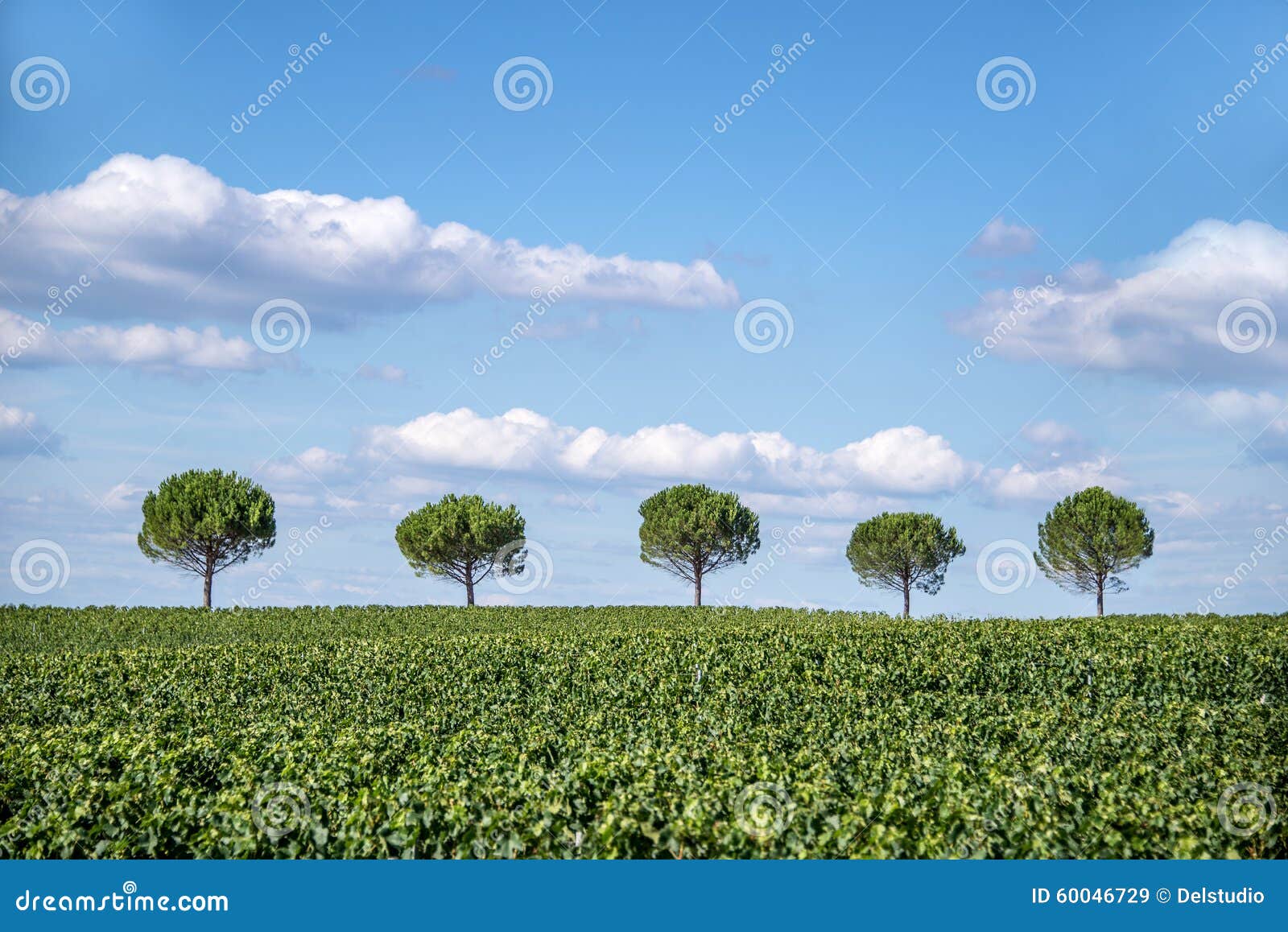 Row of five trees stock image. Image of trees, tranquil - 60046729